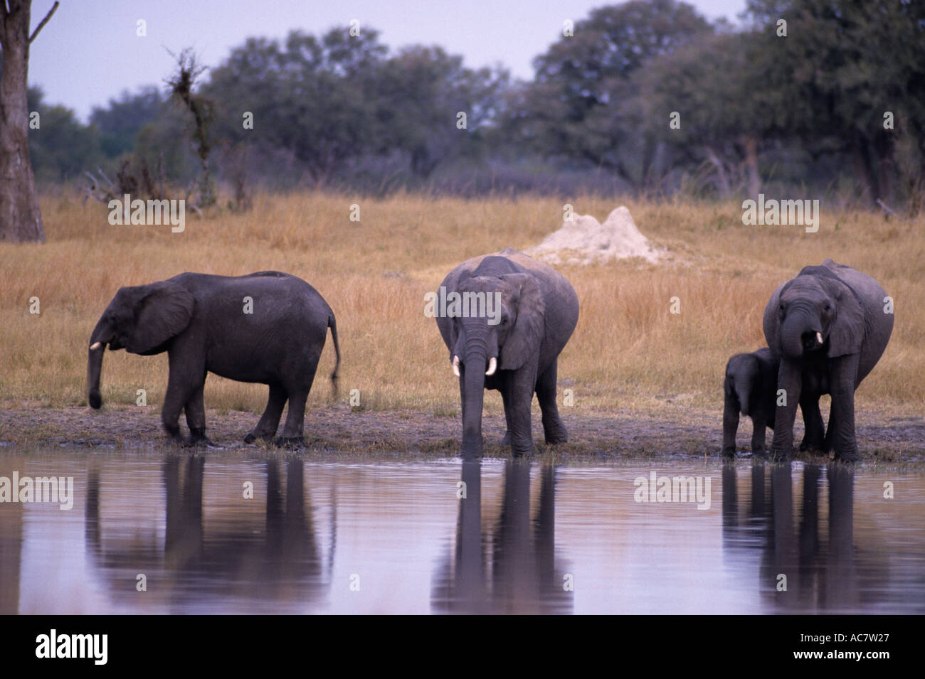 Zimbabwe Hwange National Park African elephants Stock Photo - Alamy