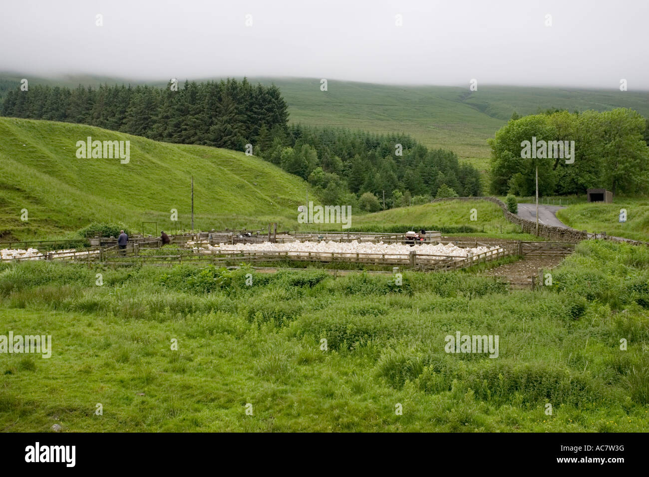Sheep In Pen Uk High Resolution Stock Photography and Images - Alamy