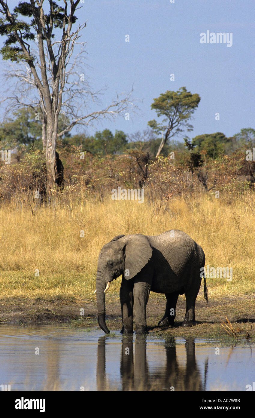 Zimbabwe Hwange National Park African elephant Stock Photo - Alamy