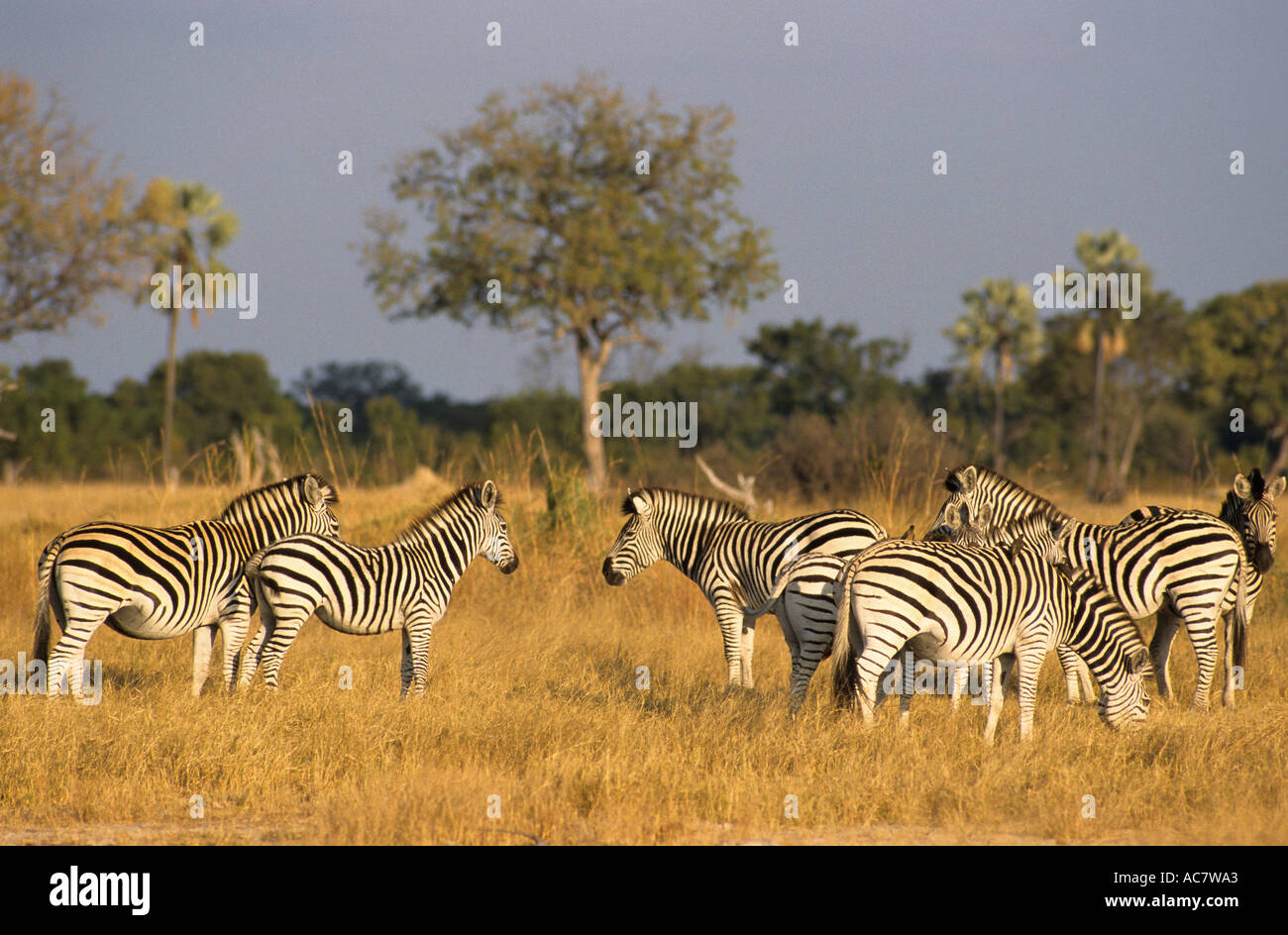 Zimbabwe Hwange National Park Zebras Stock Photo - Alamy