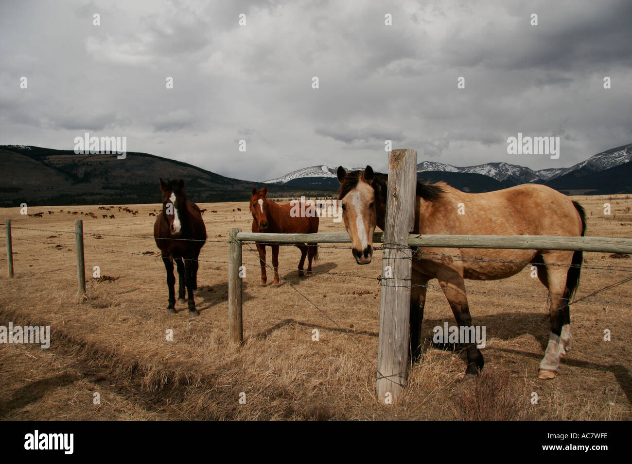 Fences alberta hi-res stock photography and images - Alamy
