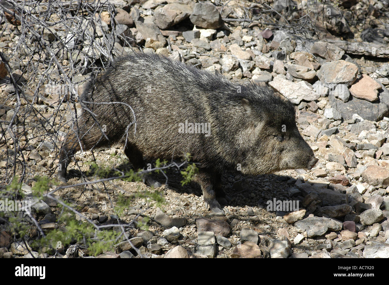 Collared peccary Pecari tajacu sonoriensis Saguaro National Park ...