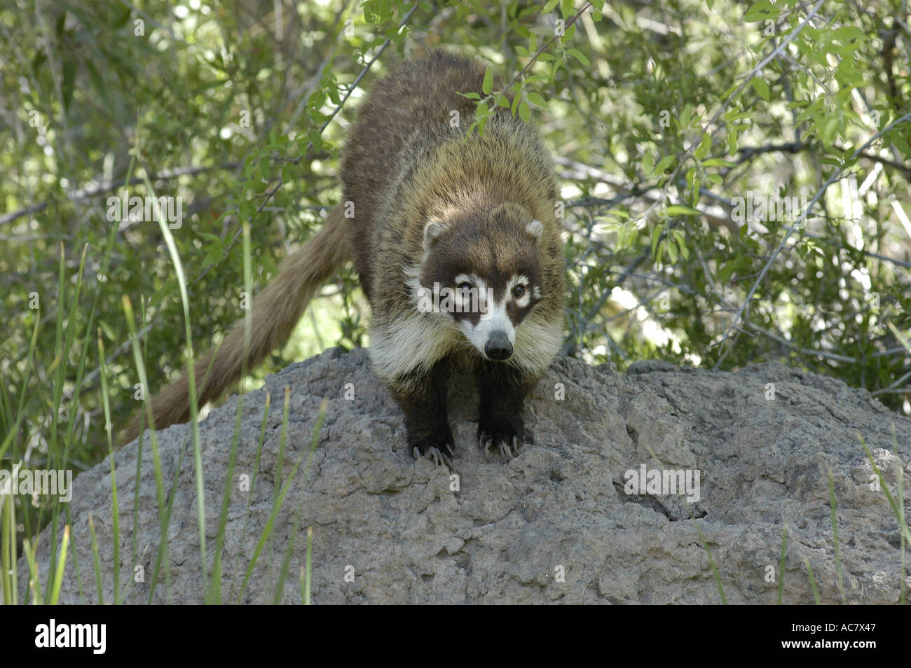 Coati Saguaro National Park Sonoran Uplands Desert Scrub Habitat ...