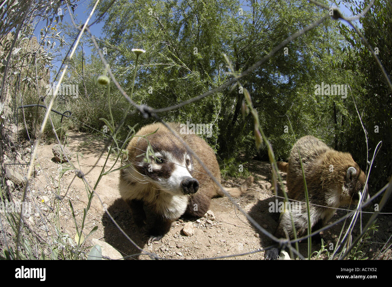 Coati Saguaro National Park Sonoran Uplands Desert Scrub Habitat ...