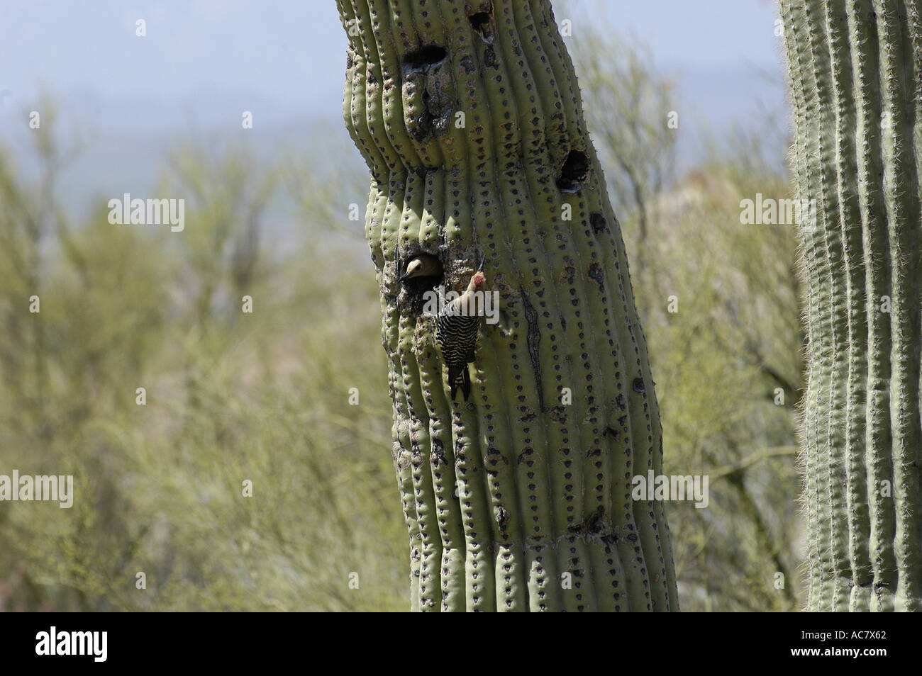 Cactus wren using a burrow created by a carpenter bird in a cactus ...
