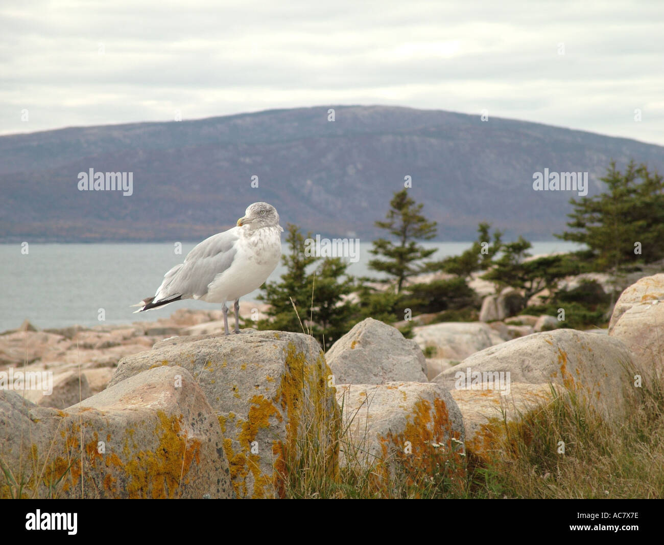 Birds of acadia hi-res stock photography and images - Alamy