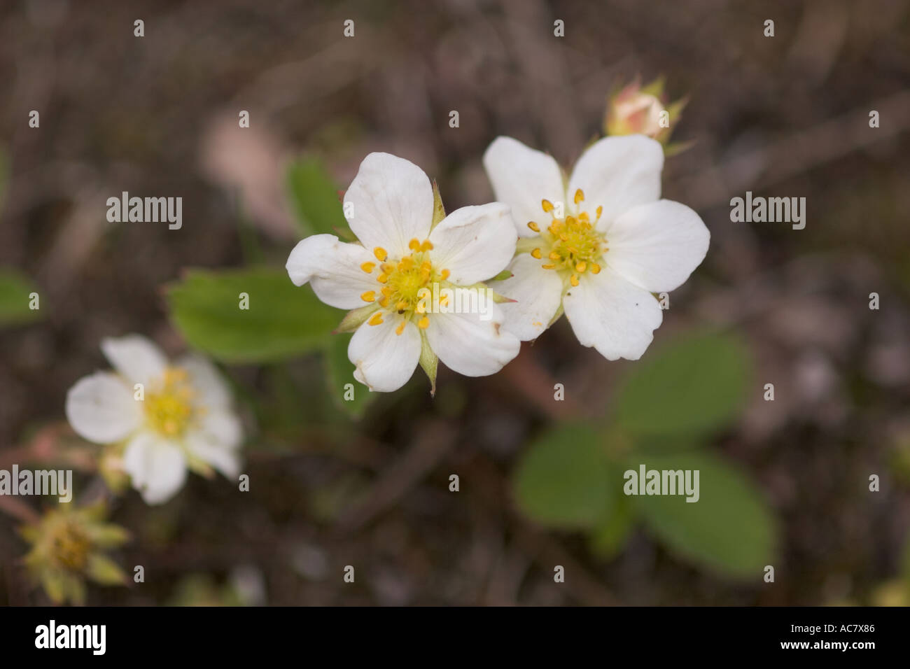 Wild strawberry canada hi-res stock photography and images - Alamy
