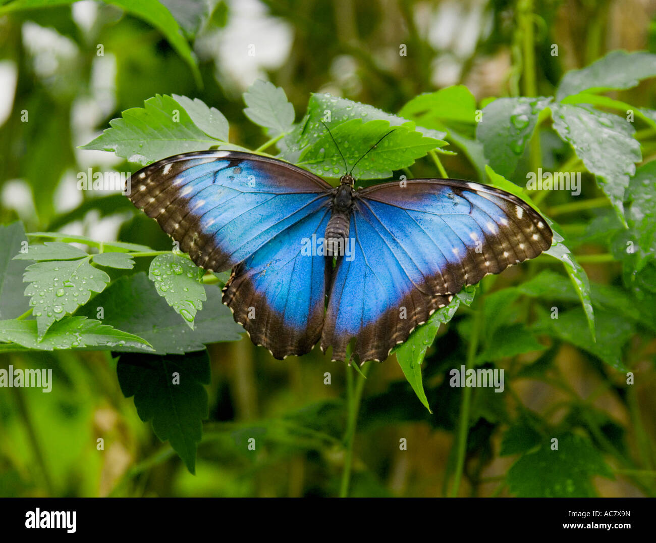 Brazil butterfly hi-res stock photography and images - Alamy