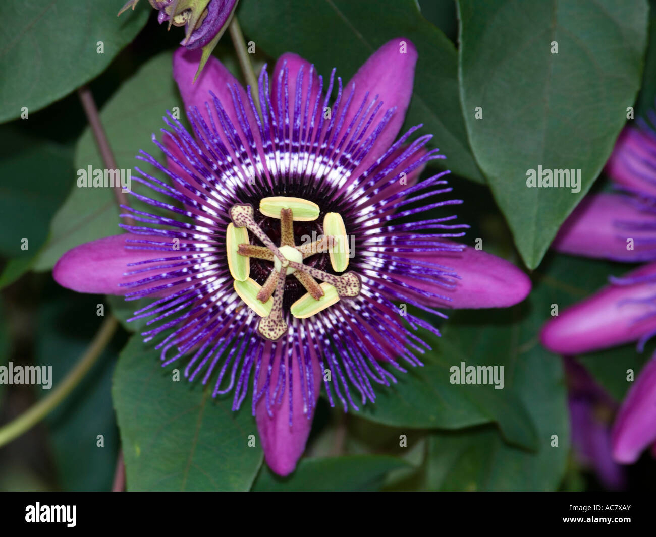 Passion flower Passiflora Stock Photo - Alamy