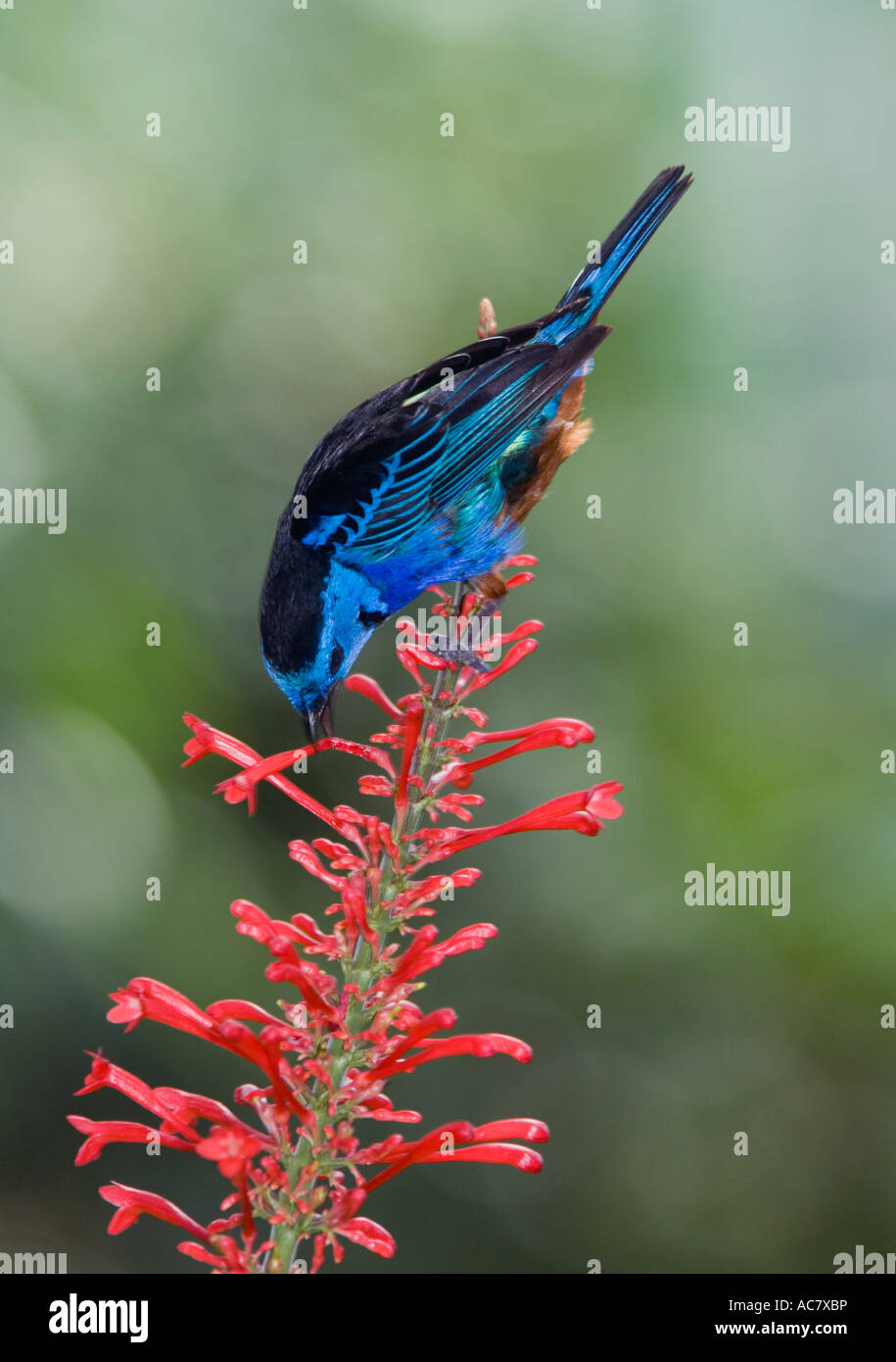 Tangara mexicana hi-res stock photography and images - Alamy