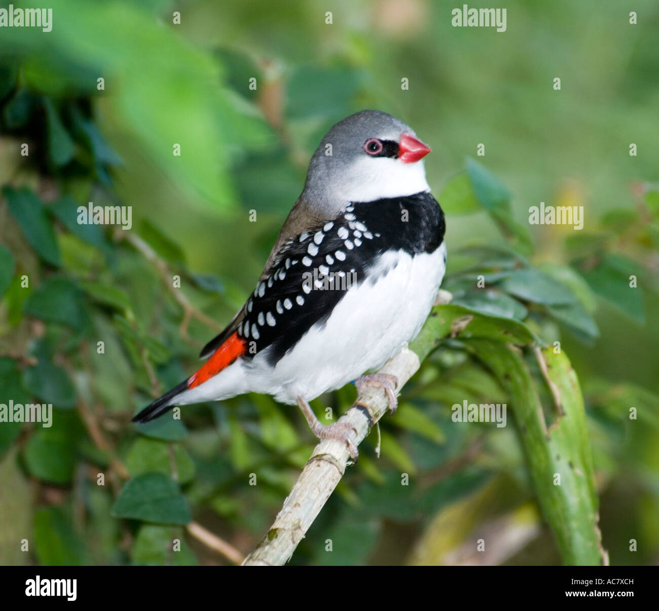 Diamond Firetail Stagonopleura guttata - Captive Stock Photo - Alamy