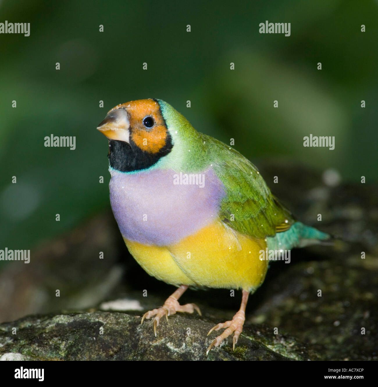 Lady gouldian finch hi-res stock photography and images - Alamy