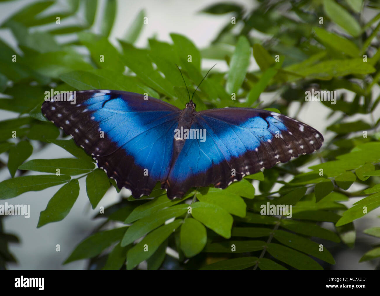 Morpho costa rica hi-res stock photography and images - Alamy