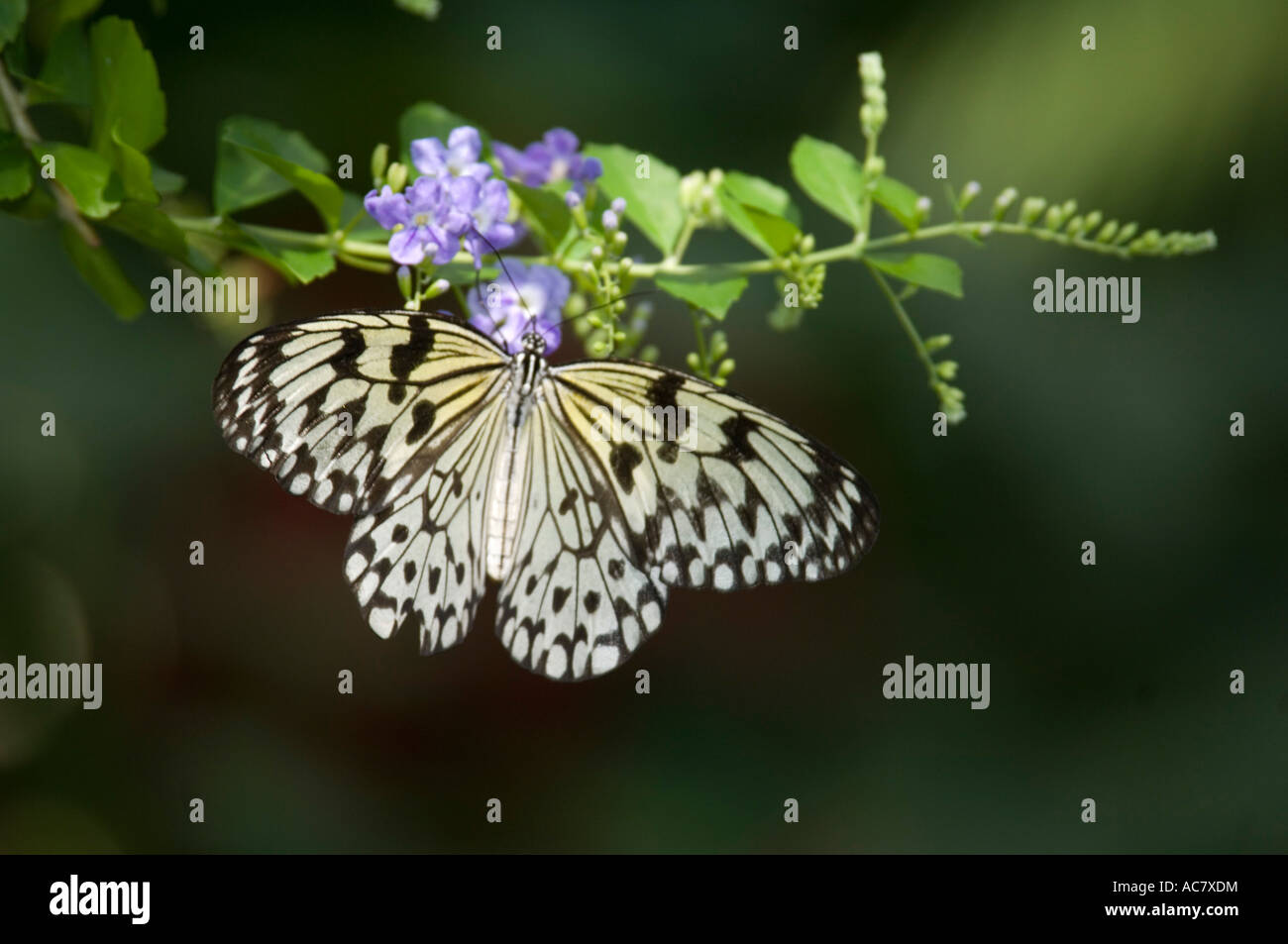 [Rice Paper butterfly] Idea leuconoe Malaysia Stock Photo - Alamy