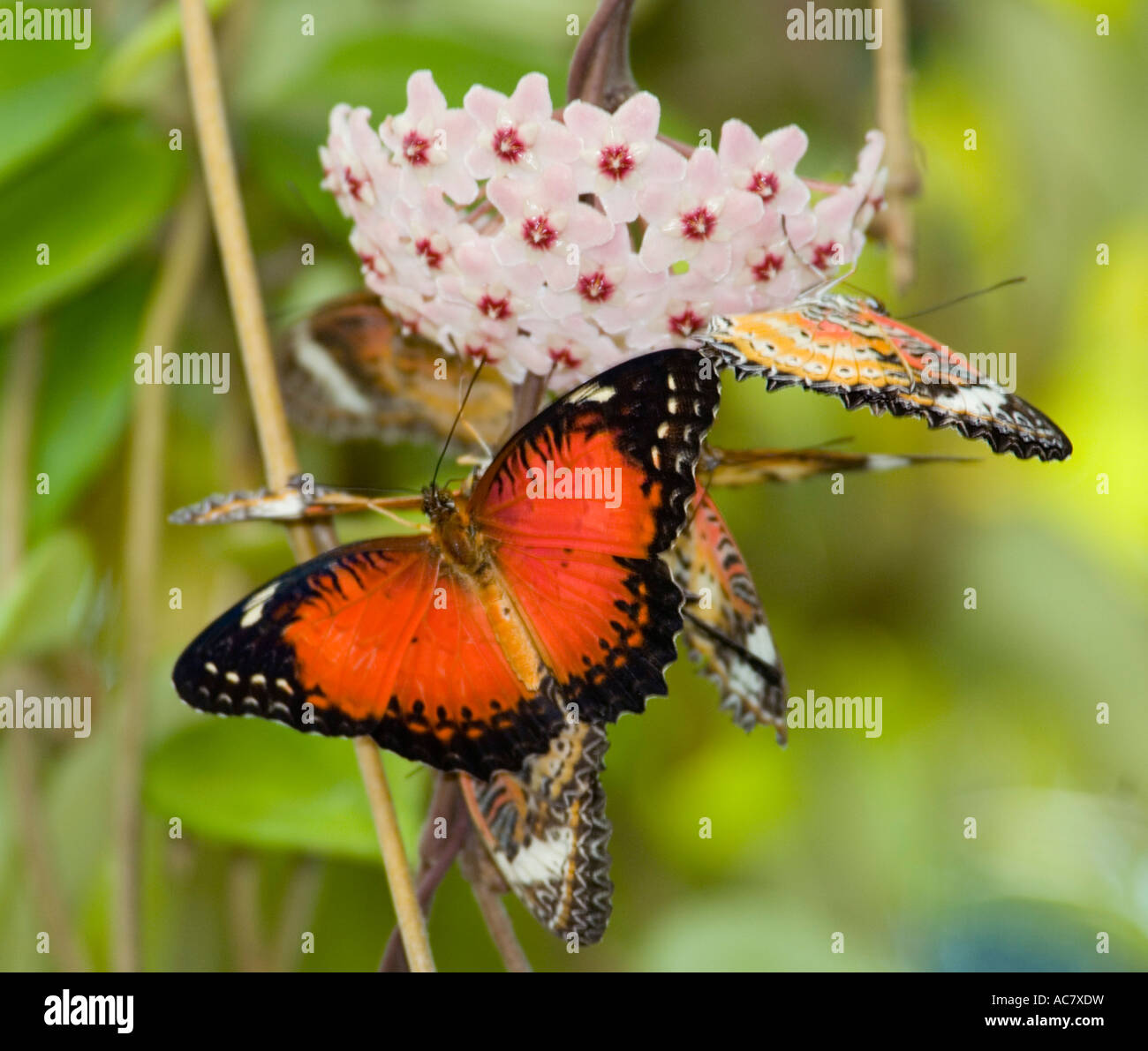 Red Lacewing Cethosia biblis Stock Photo - Alamy