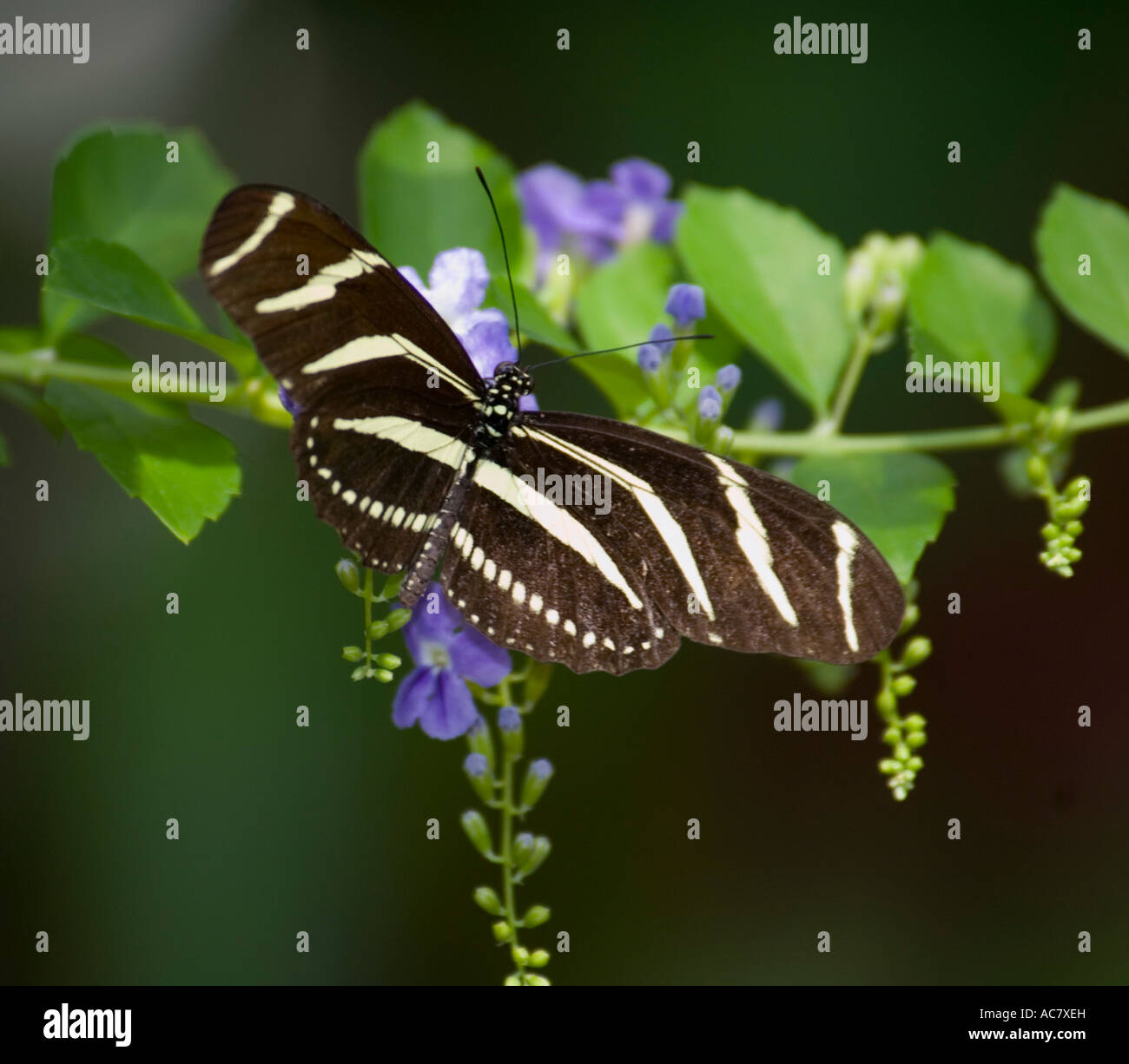 Zebra Longwing butterfly Heliconius charithonia Stock Photo - Alamy