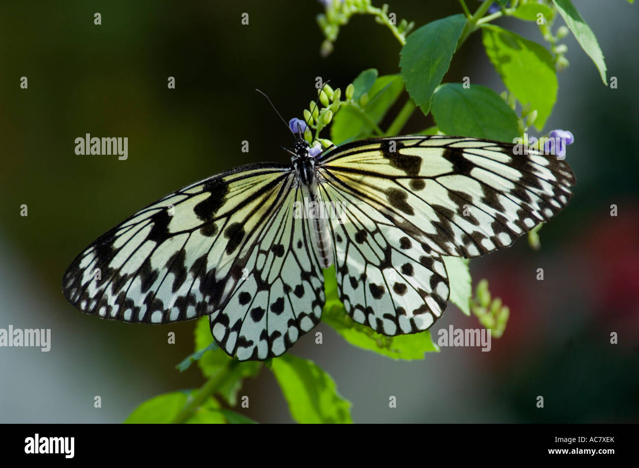 Rice Paper butterfly (Idea leuconoe) Malaysia Stock Photo - Alamy