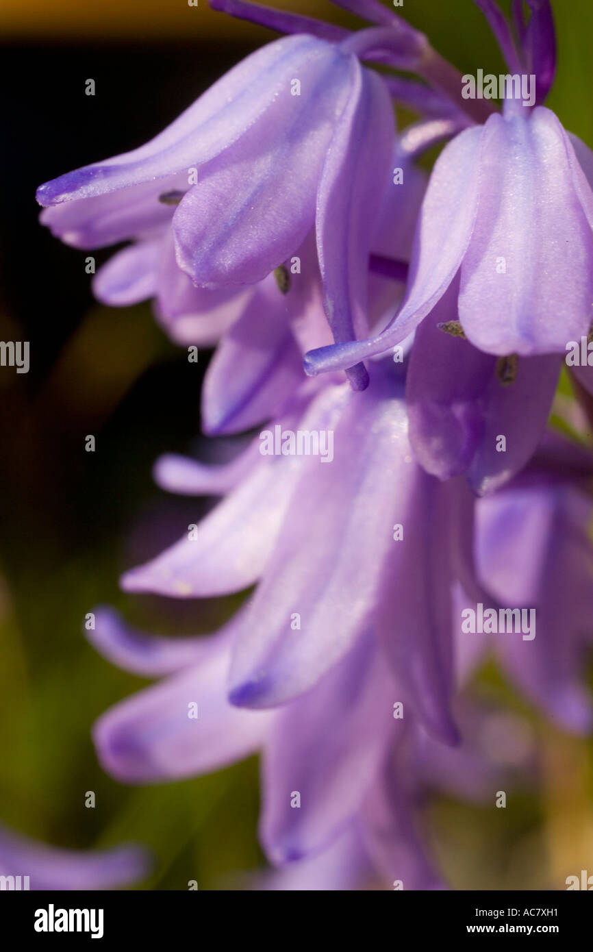 Hay bells hi-res stock photography and images - Alamy