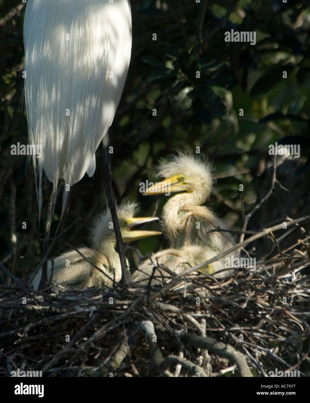 American alligator nest hi-res stock photography and images - Alamy