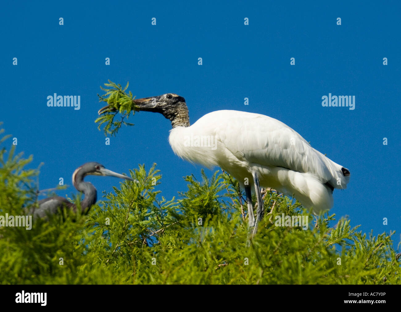 St augustine alligator farm nobody hi-res stock photography and images ...