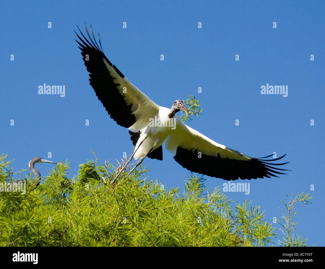 Black stork wings hi-res stock photography and images - Alamy