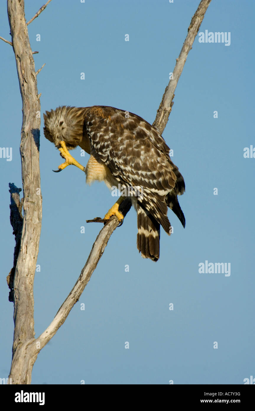 Red-shouldered Hawk scratching Buteo lineatus Everglades National Park ...