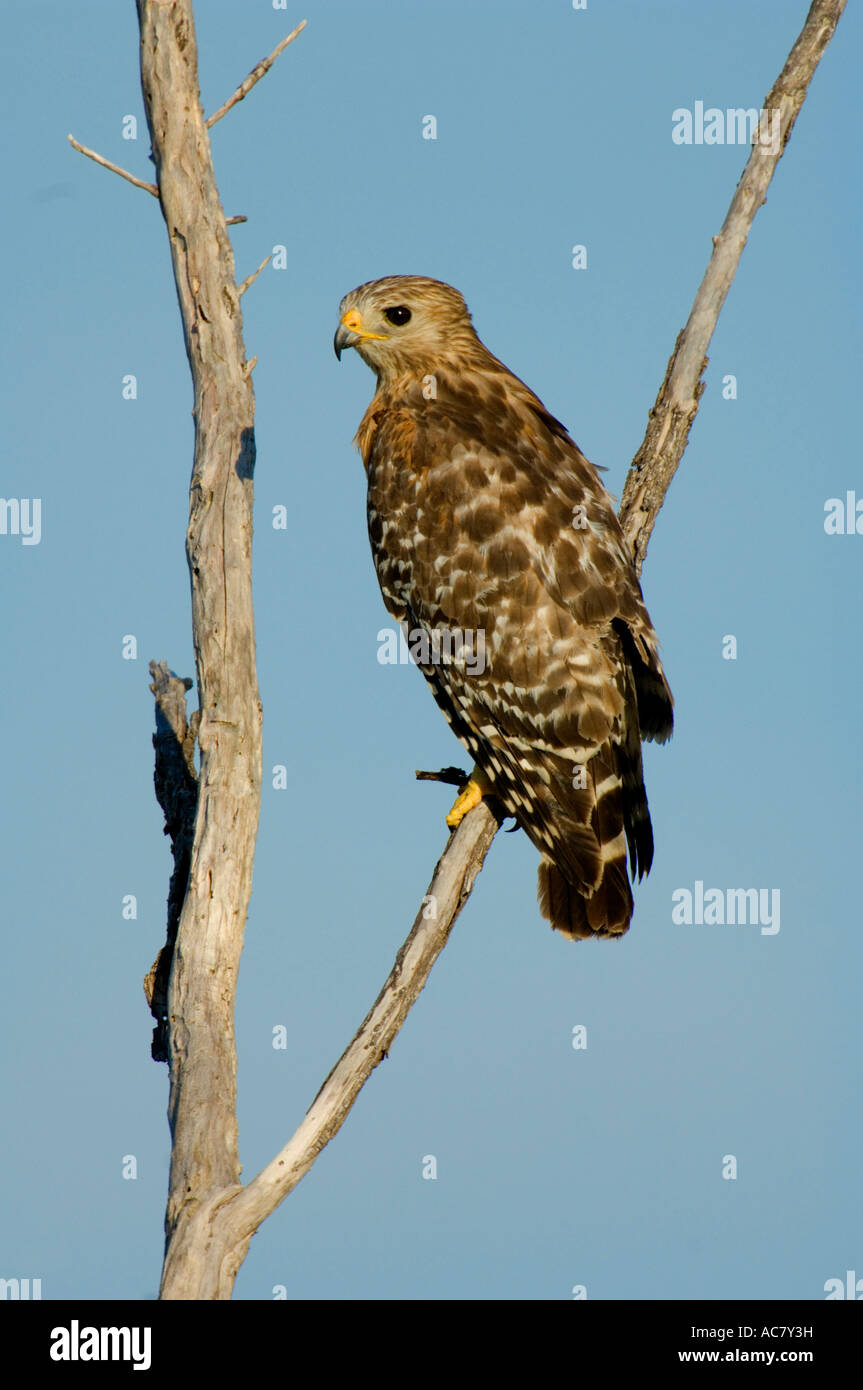Red-shouldered Hawk Buteo lineatus Everglades National Park - Florida ...