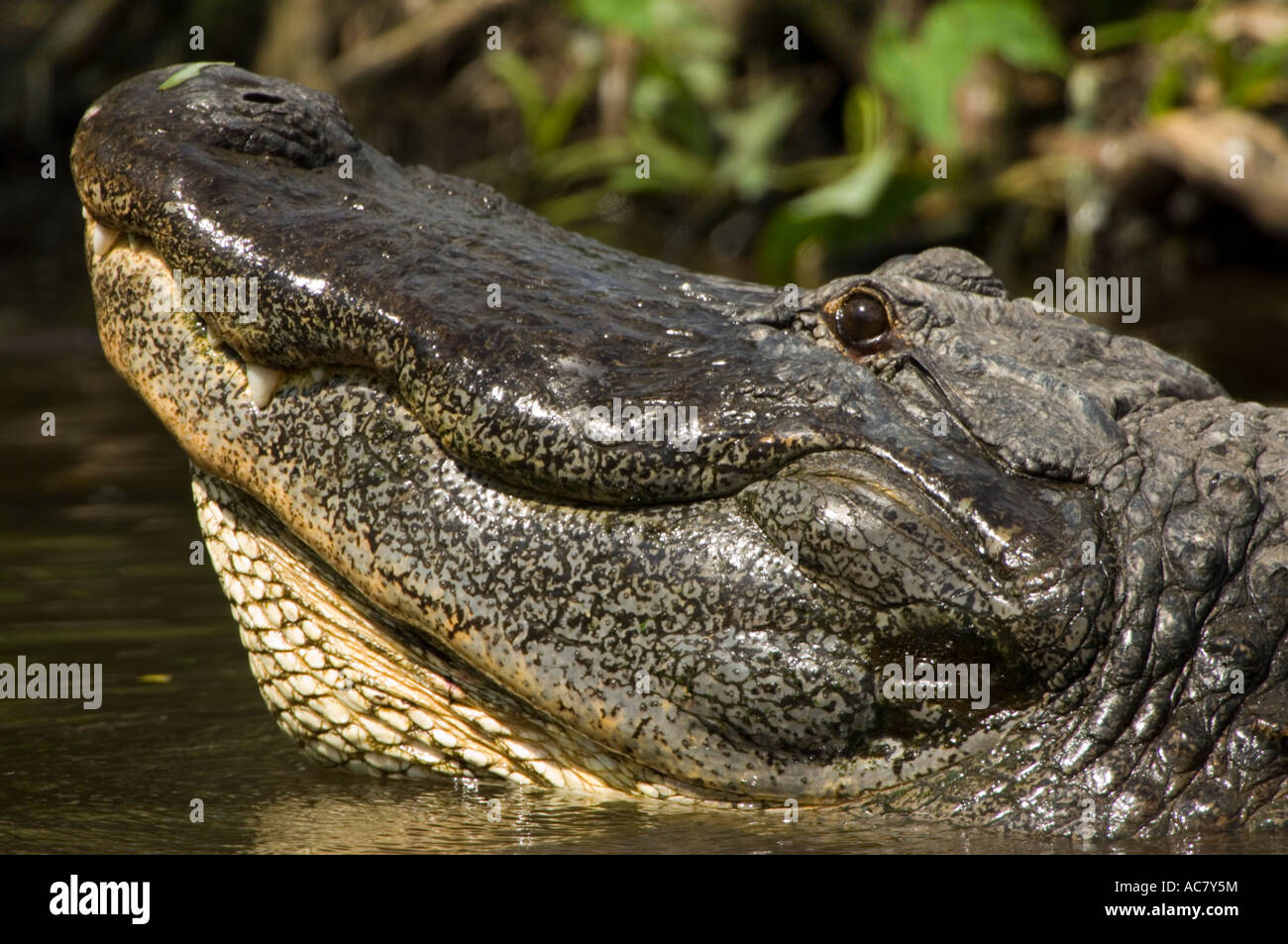 American Alligator (Alligator mississippiensis), St Augustine Alligator ...