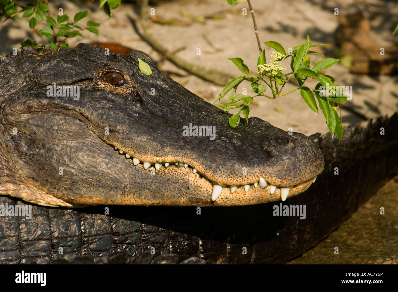 American Alligator (Alligator mississippiensis), St Augustine Alligator ...