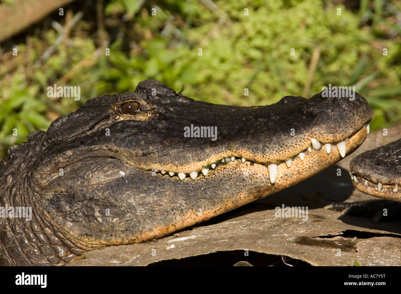 American Alligator (Alligator mississippiensis), St Augustine Alligator ...
