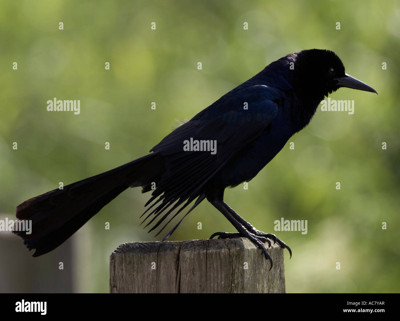 Boat-tailed grackle Quiscalus major - Gatorland Orlando Florida USA ...