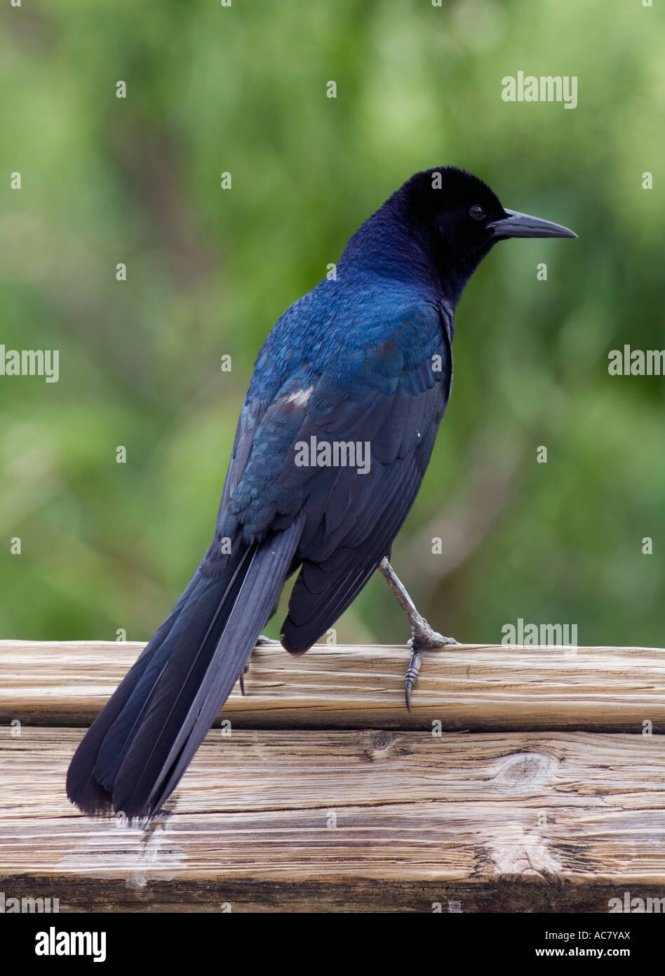 Boat-tailed grackle Quiscalus major Gatorland - Orlando - Florida - USA ...