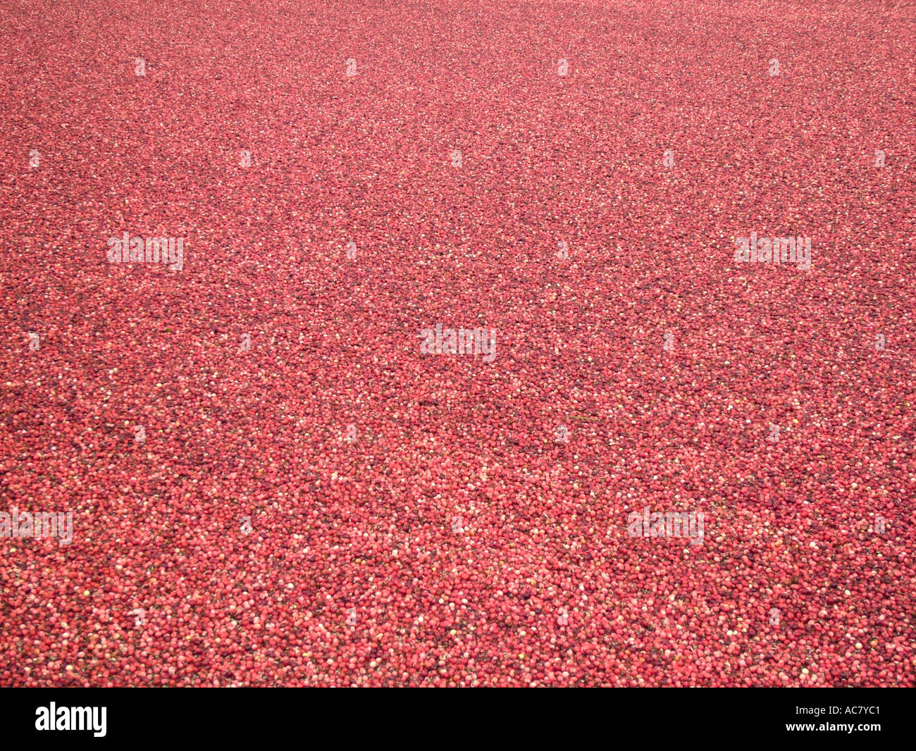 Wareham mass hi-res stock photography and images - Alamy