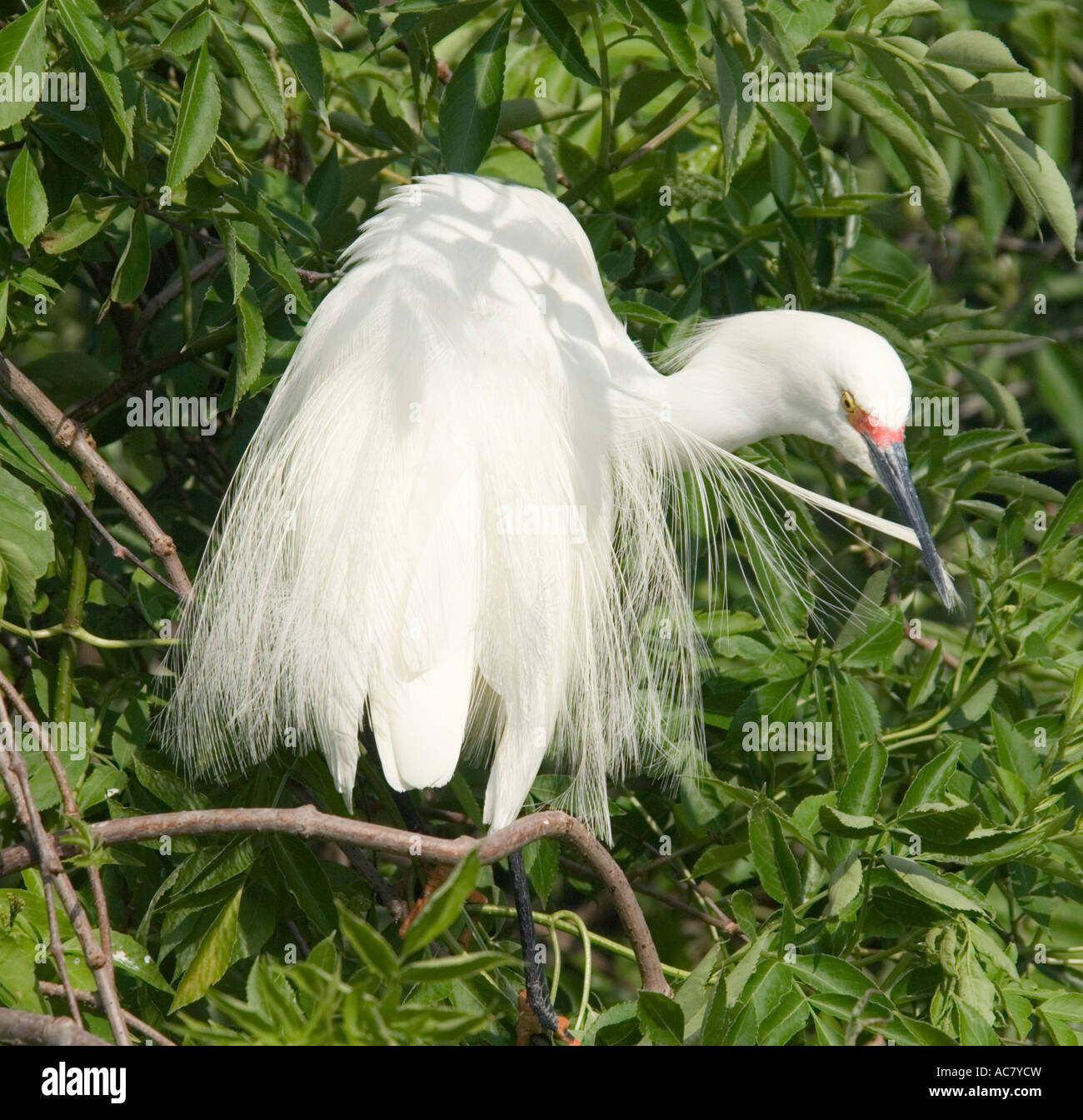 Snowy Egret preening Egretta thula - St Augustine - Florida - USA Stock ...
