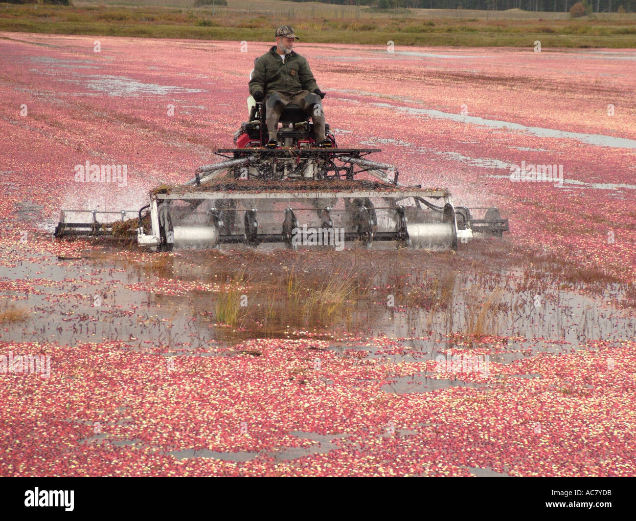 East wareham hi-res stock photography and images - Alamy