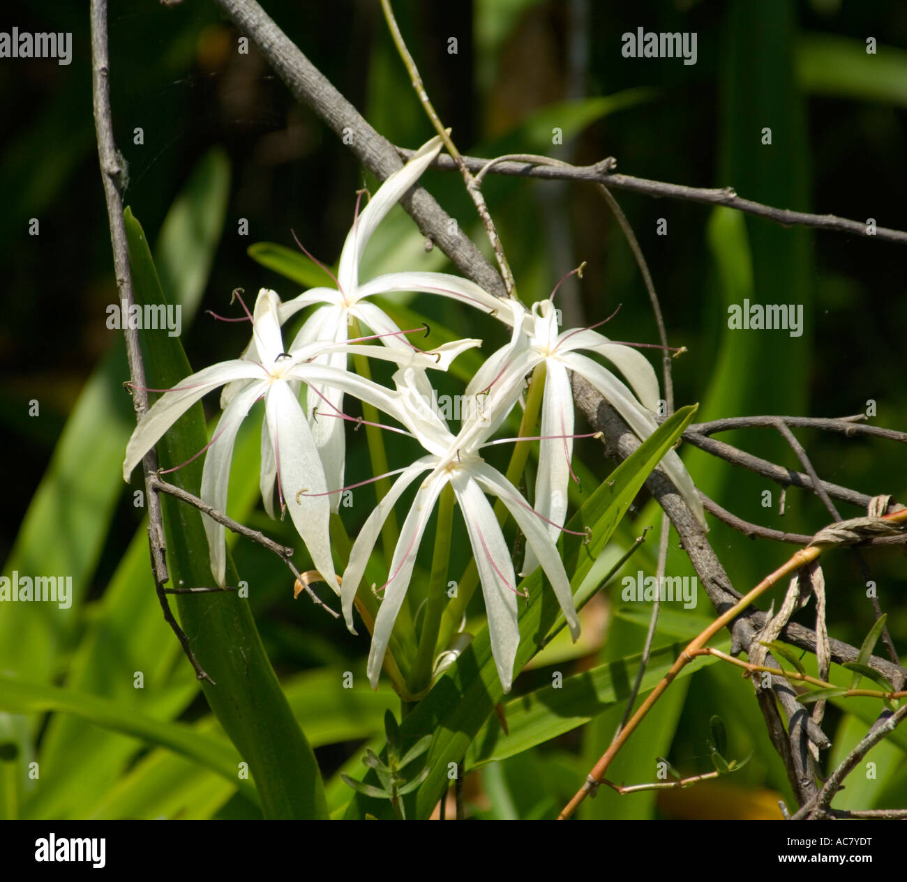 String Lily Crinium americanum Everglades National Park Florida USA ...