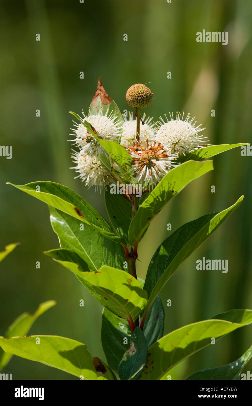 Buttonbush Cephalanthus occidentalis Everglades National Park Florida ...