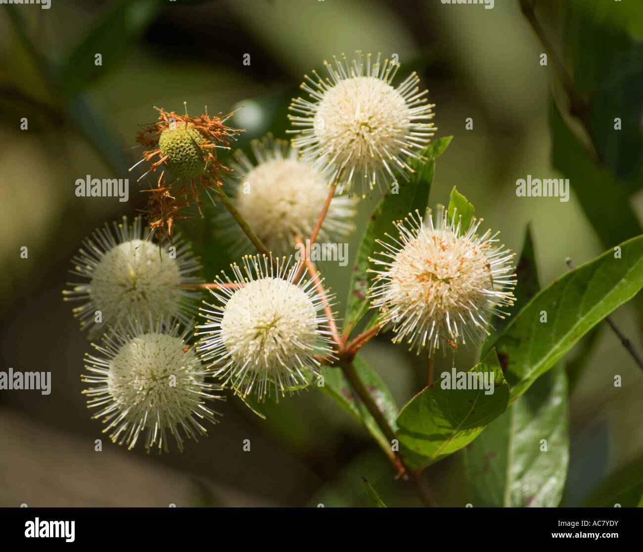 Buttonbush (Cephalanthus occidentalis), Everglades National Park ...