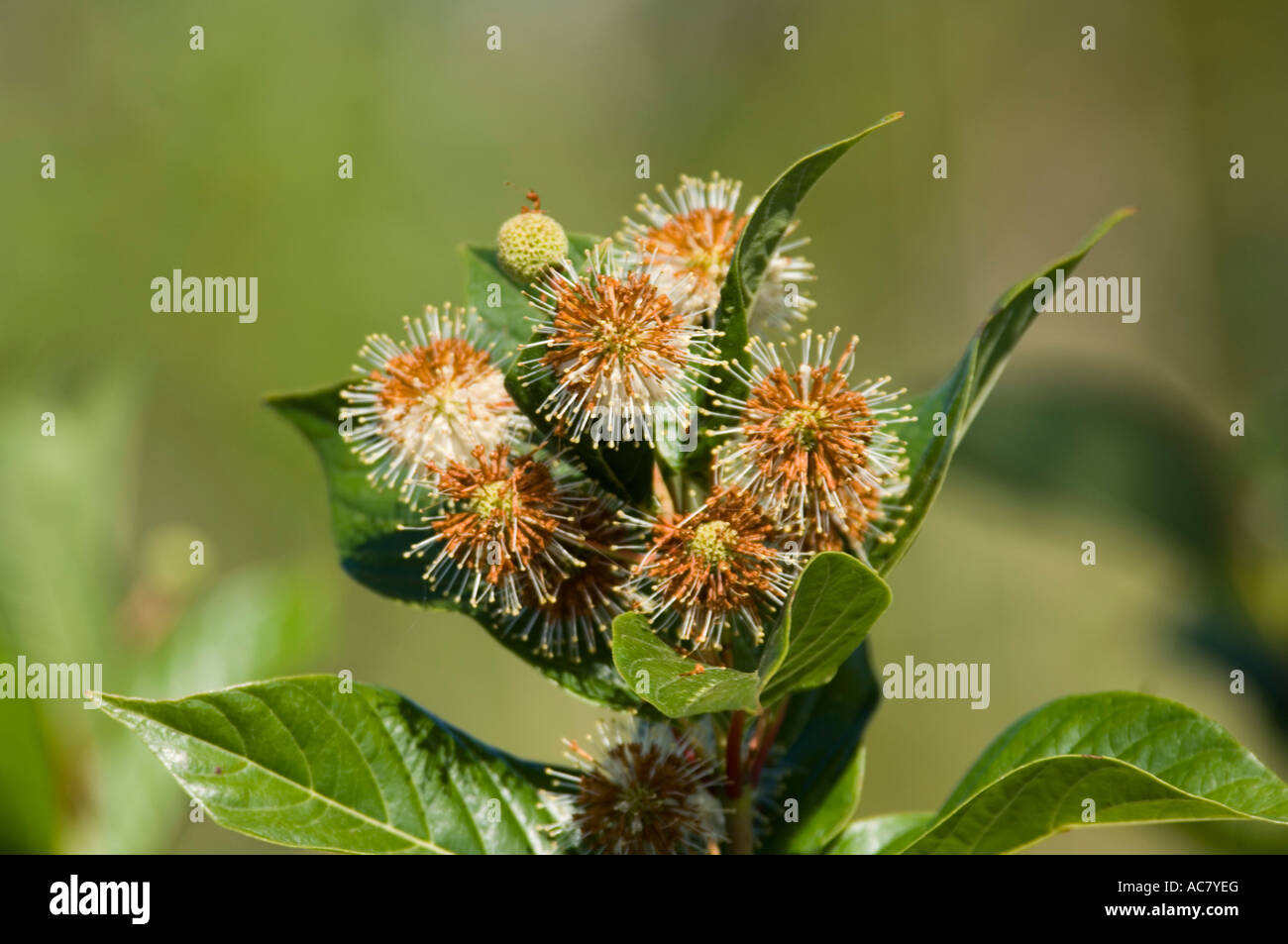 Buttonbush Cephalanthus occidentalis Everglades National Park - Florida ...