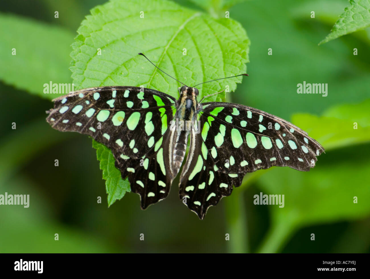 Tailed jay or green-spotted triangle butterfly (Graphium agamemnon ...