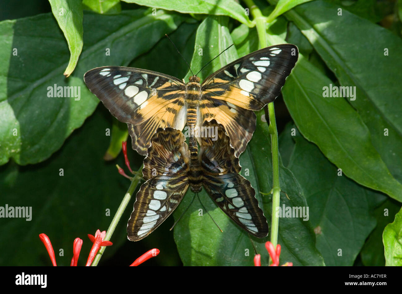 Clipper Butterfly (Parthenos sylvia lilacinus Stock Photo - Alamy