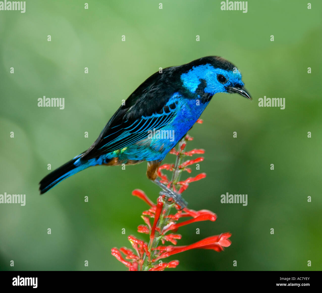 Turquoise Tanager Tangara mexicana Stock Photo - Alamy