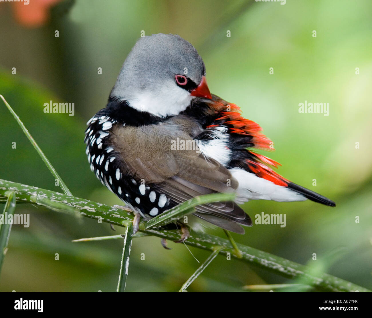 Diamond Firetail Stagonopleura guttata - Captive Stock Photo - Alamy