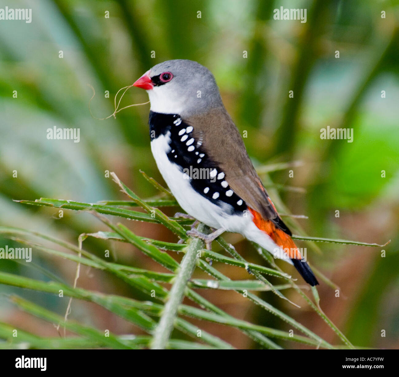 Diamond Firetail with nesting material Stagonopleura guttata Found in ...