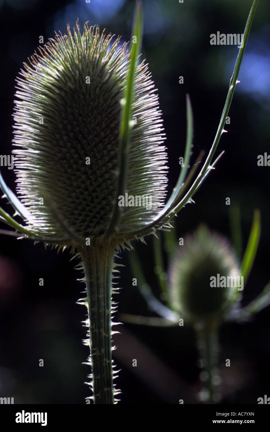 Wild teasel, Shingle Street, Suffolk, UK Stock Photo - Alamy