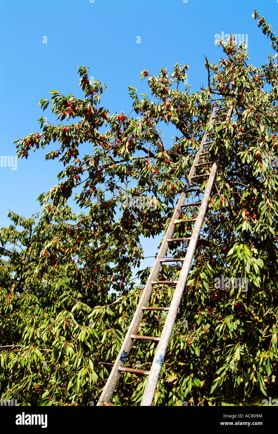 Cherry tree with ladder hi-res stock photography and images - Alamy