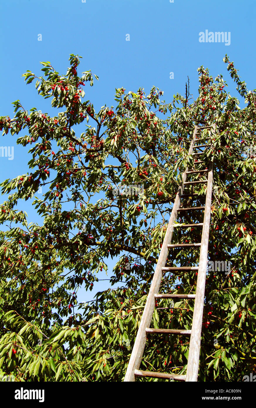 Cherry tree with ladder hi-res stock photography and images - Alamy