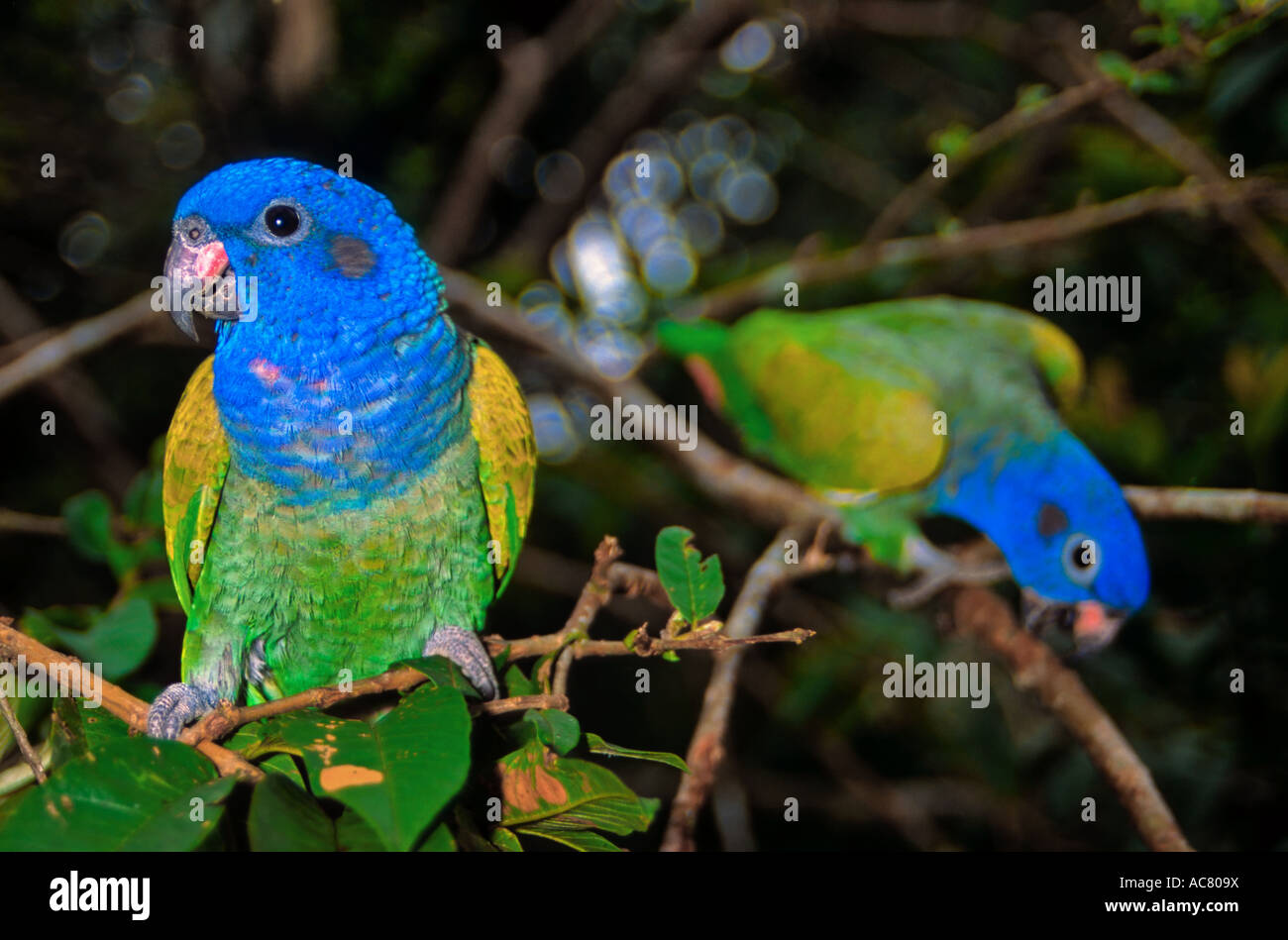 two blue-headed parrots - on twig / Pionus menstruus Stock Photo - Alamy