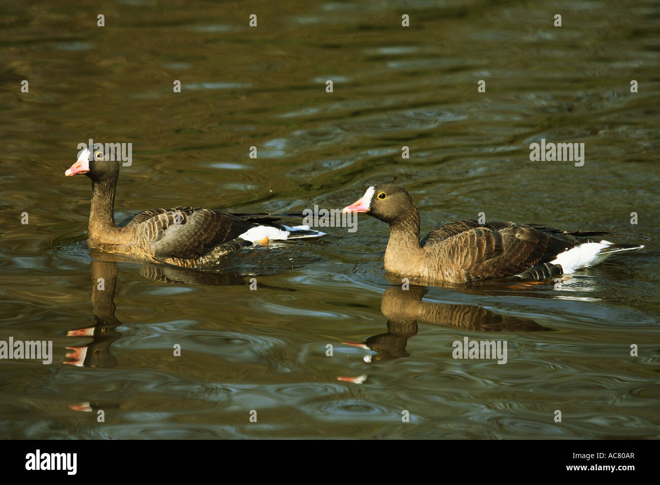 two lesser white-fronted geese - in water / Anser erythropus Stock ...