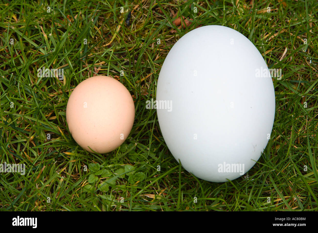 eggs of a chicken and a mute swan Stock Photo - Alamy